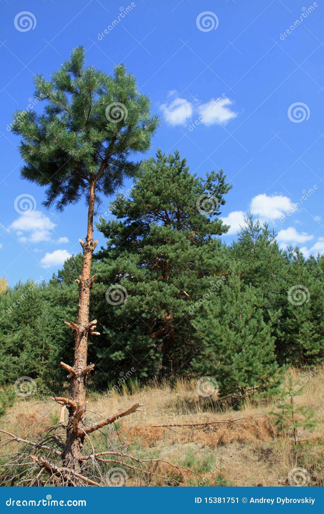 Pines stock image. Image of area, image, grass, landscape - 15381751