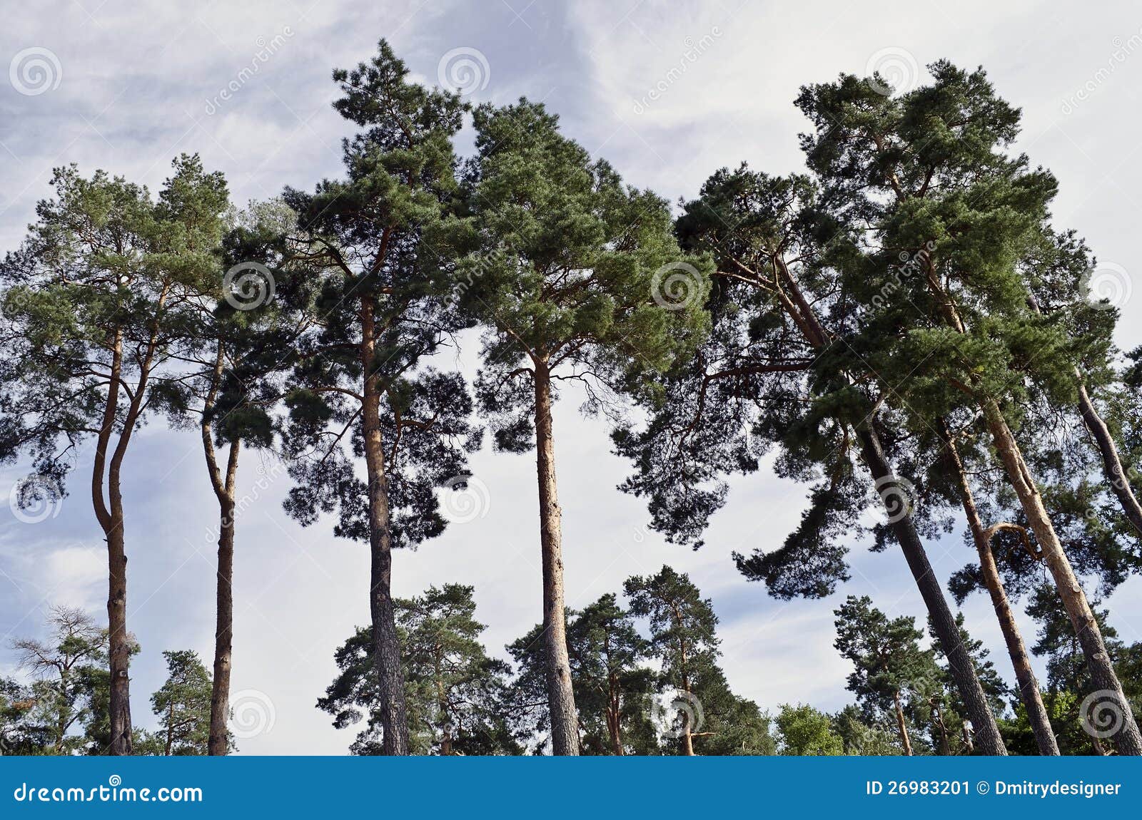 Pines stock image. Image of nature, pine, summer, landscape - 26983201