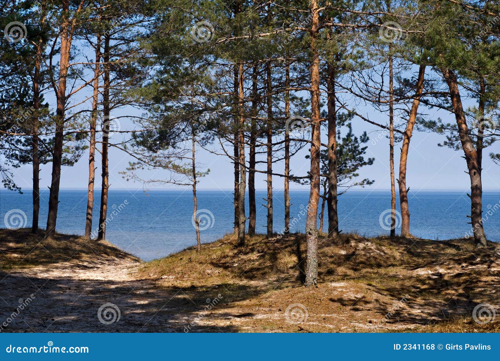 Pines at the Baltic Sea stock photo. Image of pathway - 2341168