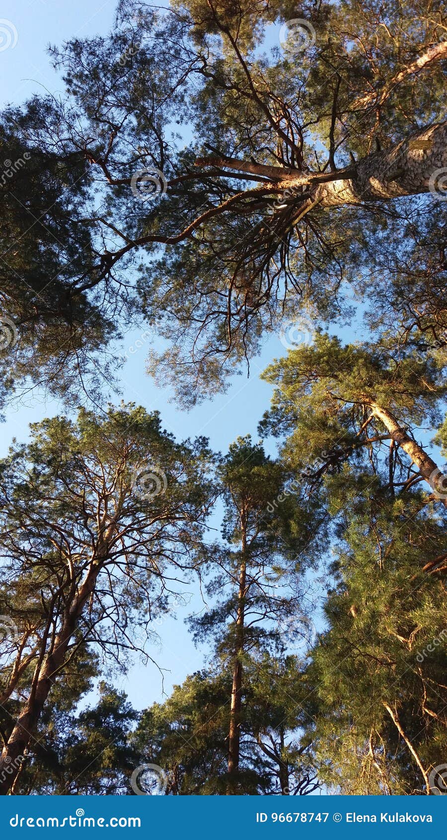 Pines stock image. Image of spring, pines, forest, belarusian - 96678747