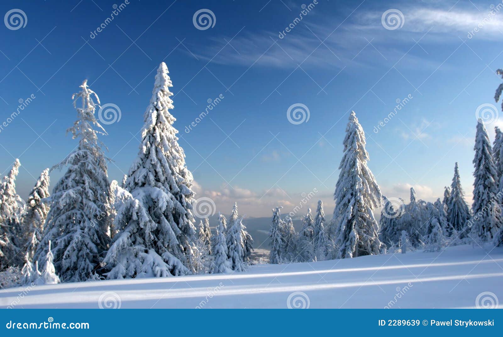 Pines covered frozen snow stock image. Image of pinnacle - 2289639