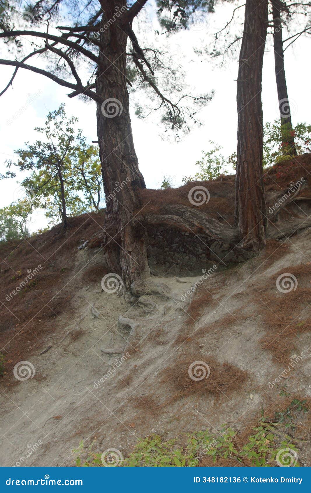 Pines on the Edge of the Abyss. Roots of Large Trees. Pines with Large ...