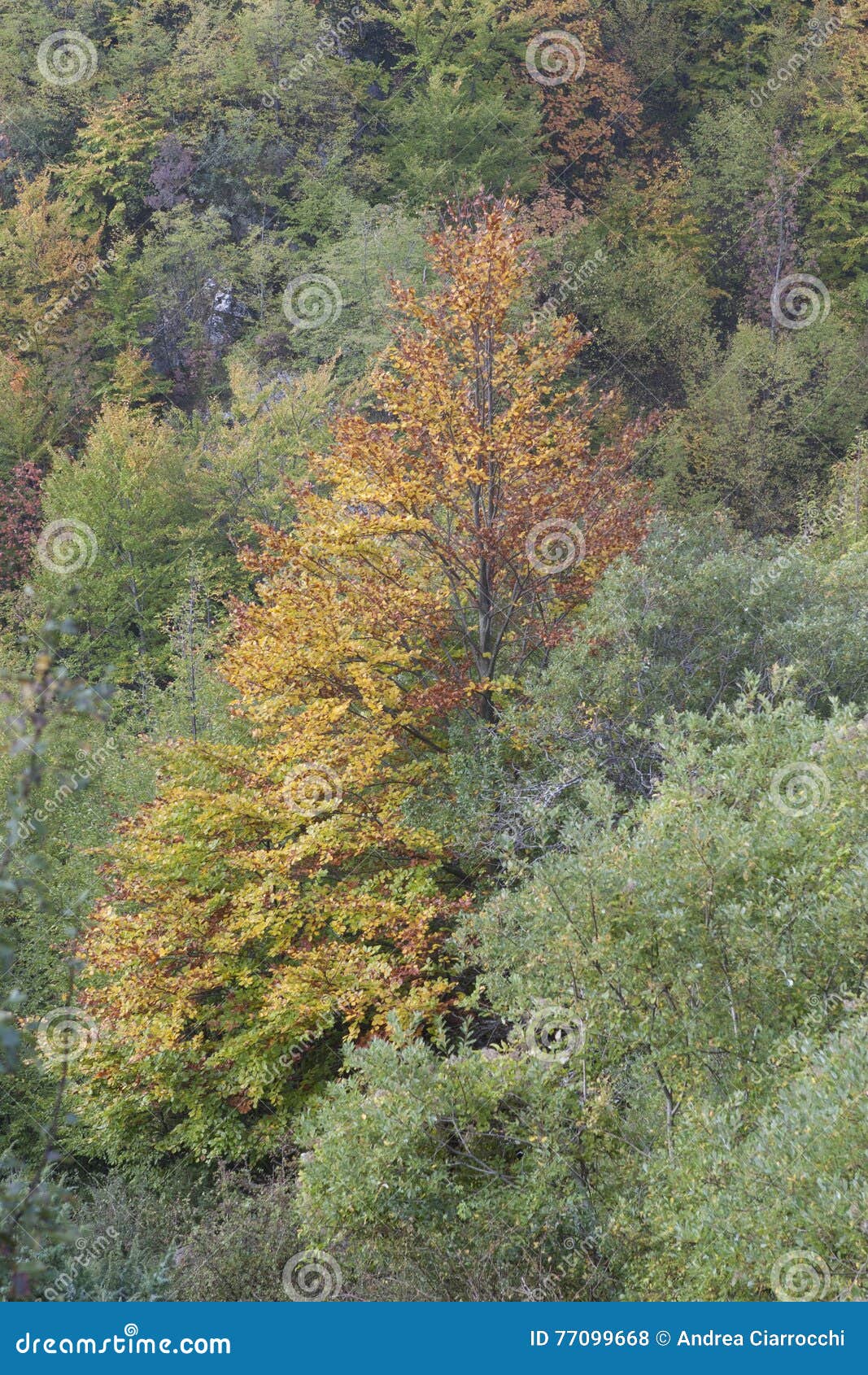 Pines during fall stock photo. Image of fall, falling - 77099668