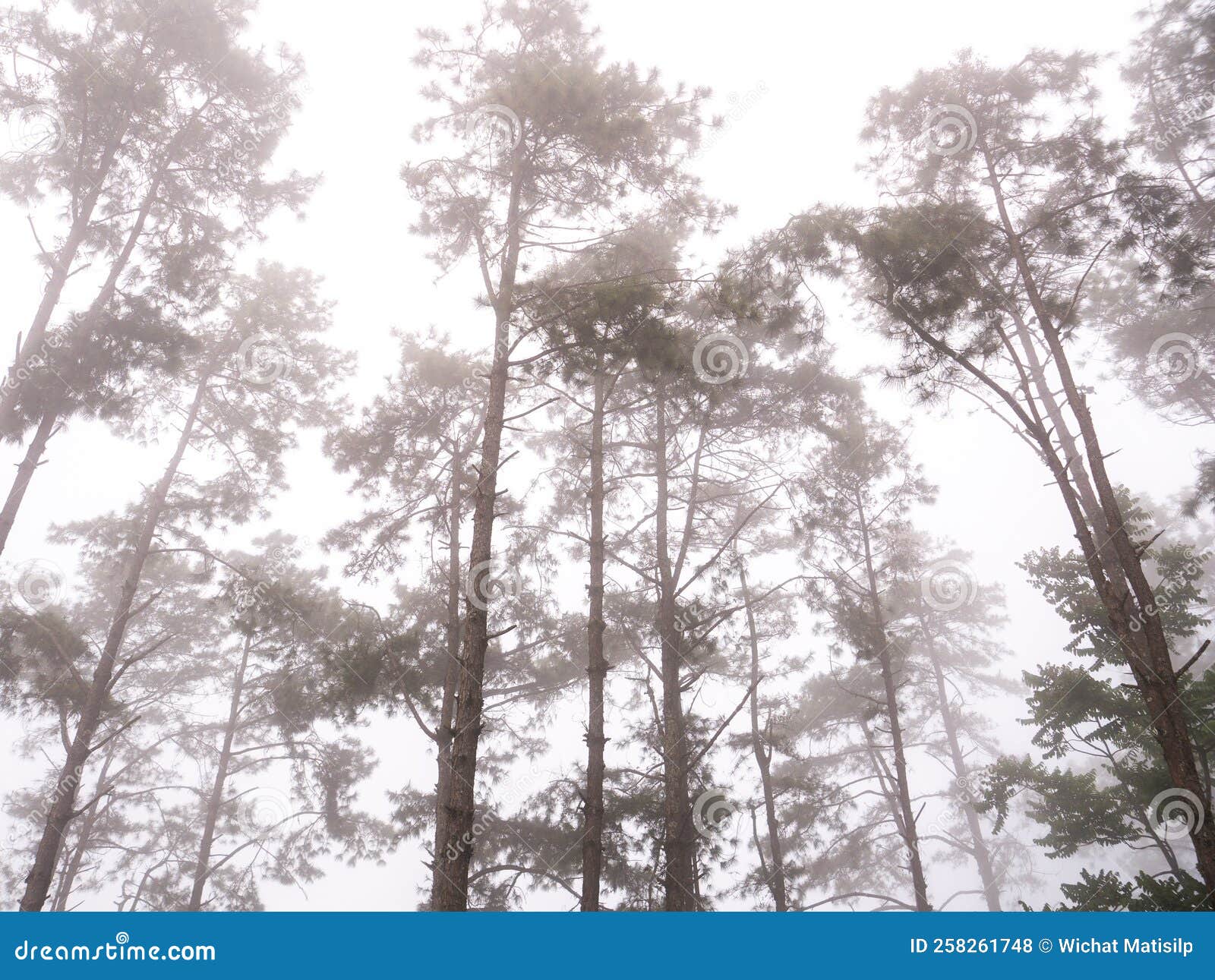 Pines Forest Growing in the Fog Stock Photo - Image of nature, detail ...