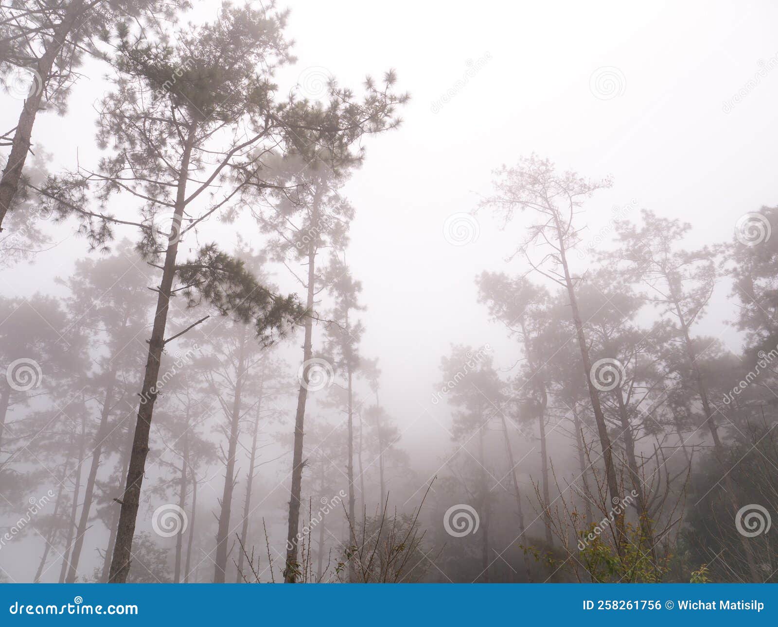 Pines Forest Growing in the Fog Stock Photo - Image of leaf, field ...
