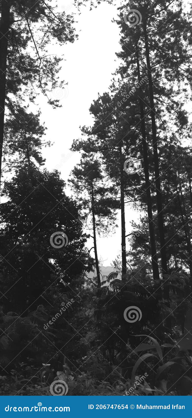 Pines Forest in the Noon stock photo. Image of noon - 206747654