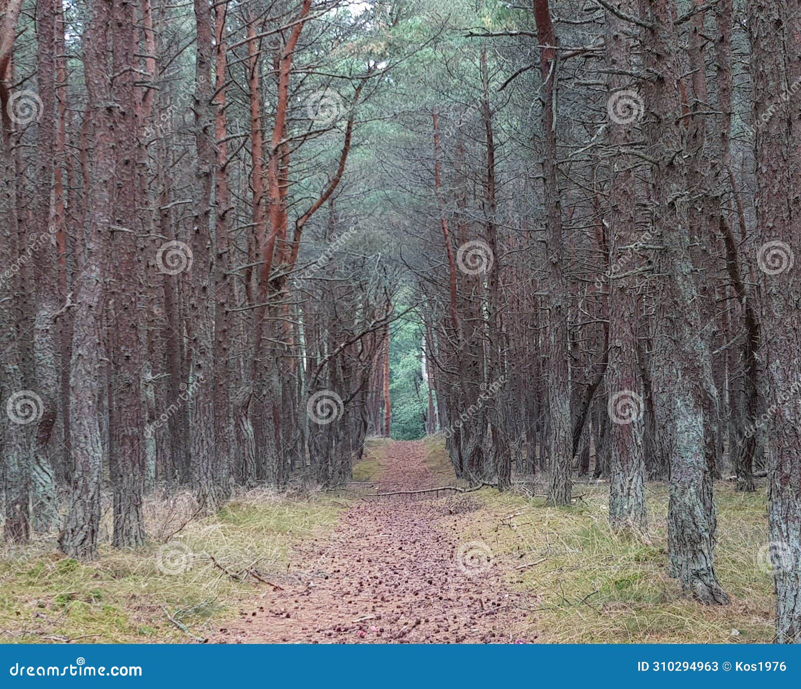Pine Trees in the Forest with a Path in the Middle. Stock Image - Image ...