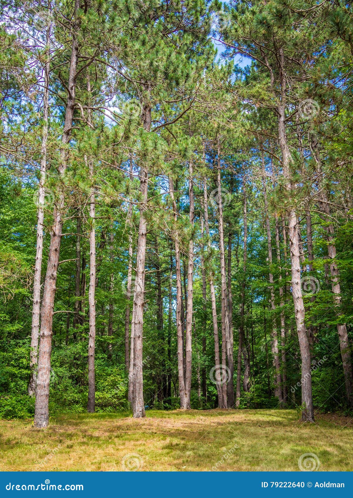 Pines in the forest stock photo. Image of grass, beauty - 79222640