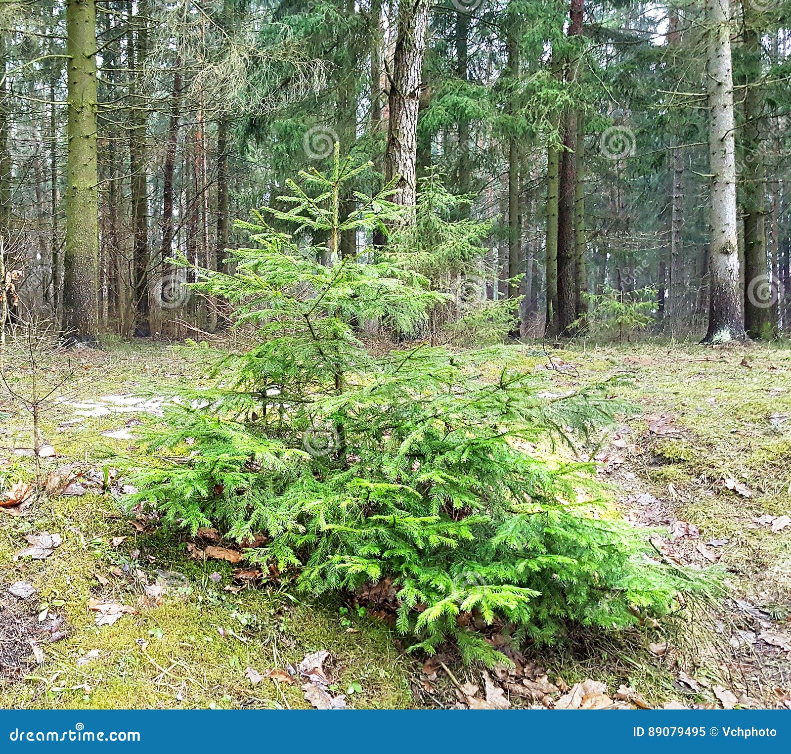 Pines on the Fringe of the Forest Stock Image - Image of scenery, flora ...