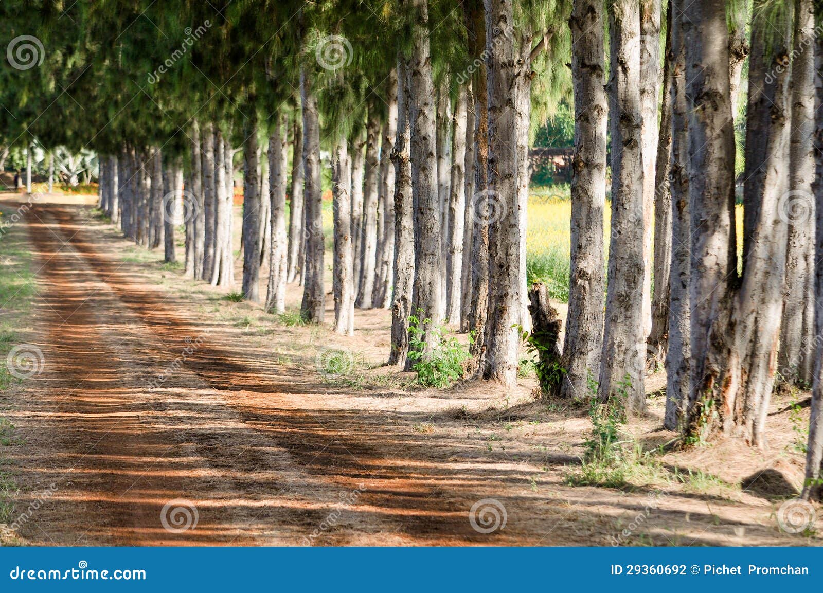 Pines and gravel path stock photo. Image of tranquil - 29360692