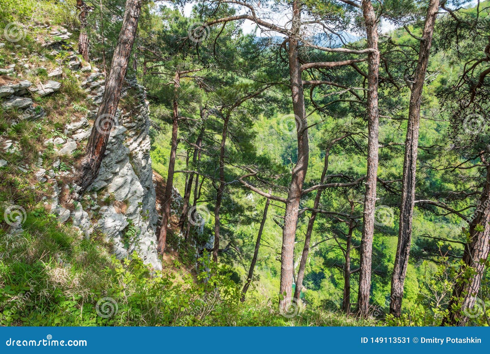 Pines on a Green Mountain Slope Stock Image - Image of blue, scenic ...