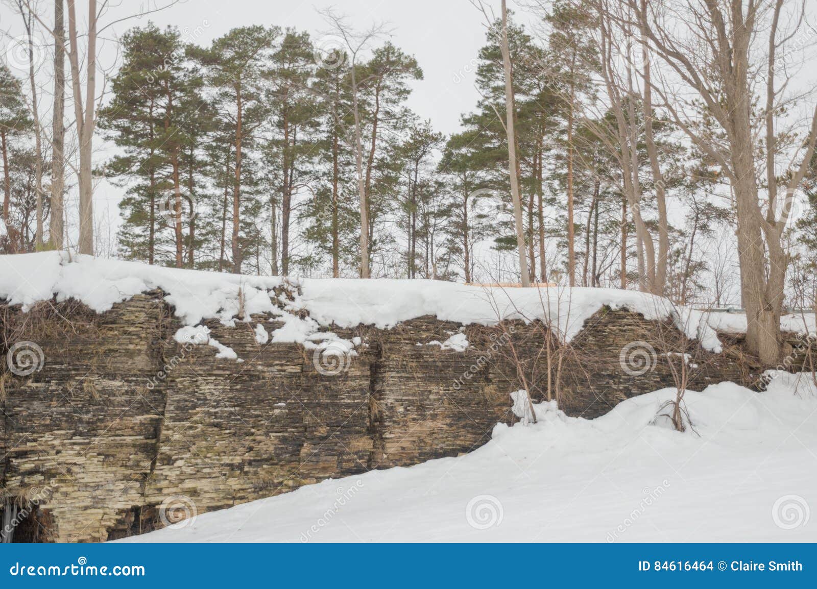 Pines Growing on a Limestone Cliff Stock Photo - Image of cliff, snow ...