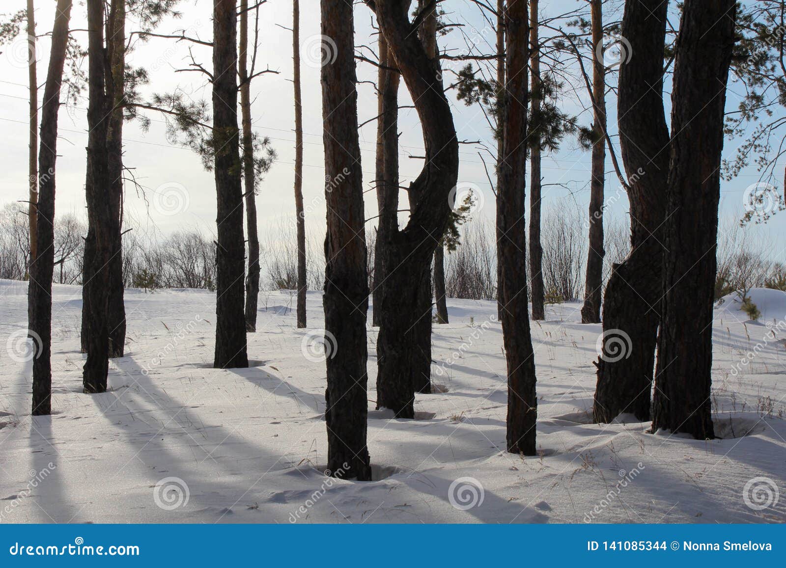 Pines with Long Shadows on the Snow Stock Photo - Image of christmas ...
