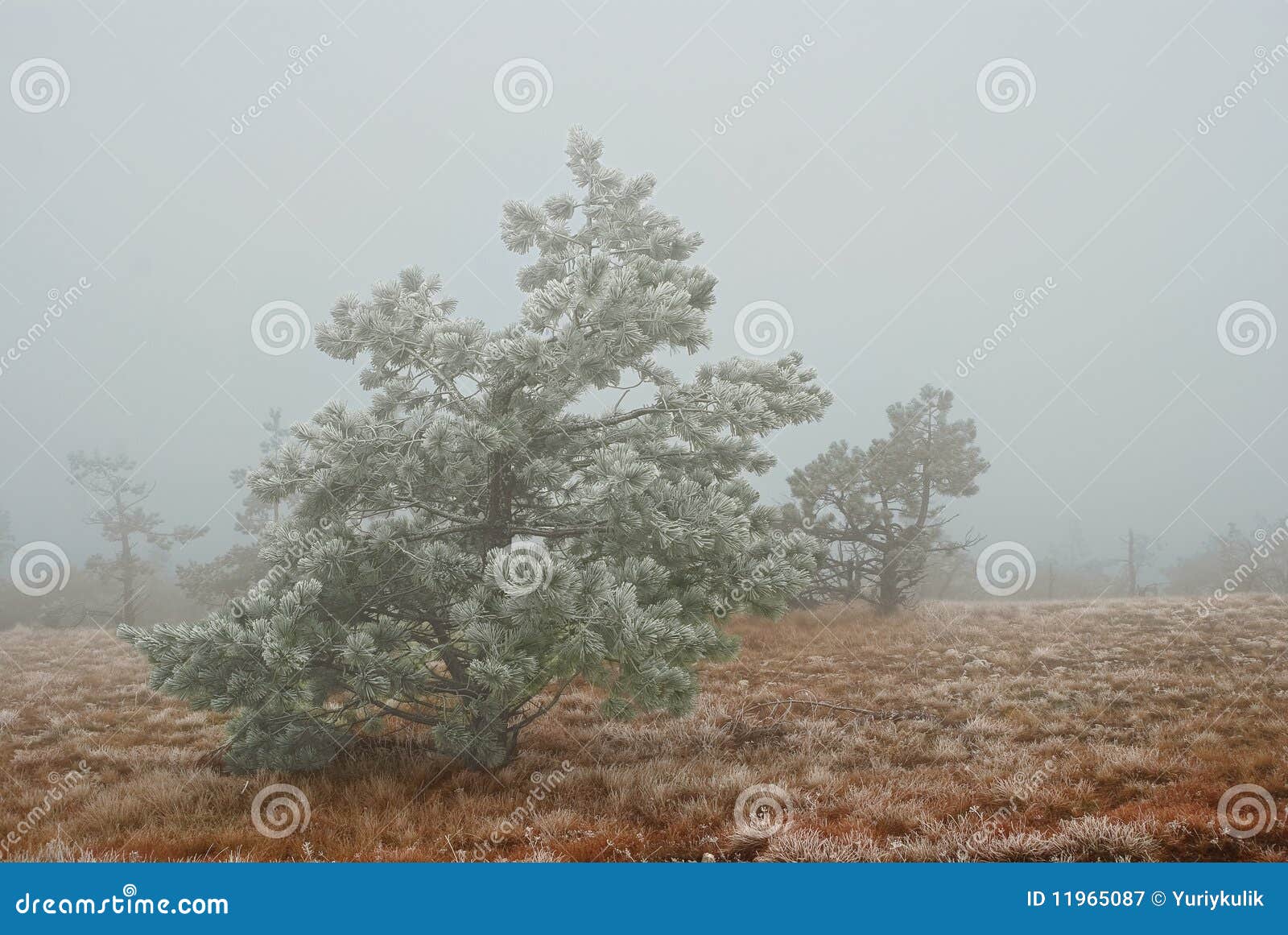 Pines in a mist stock image. Image of rest, coniferous - 11965087