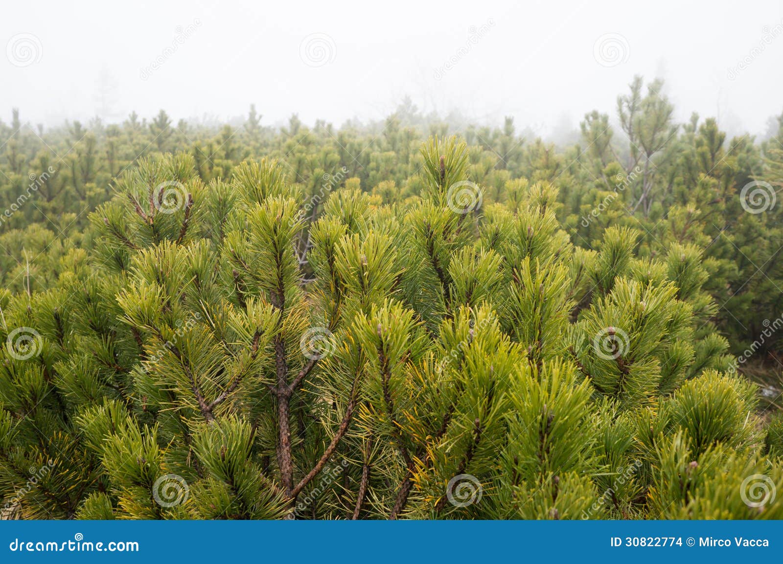 Pines in the mist stock photo. Image of mist, green, misty - 30822774