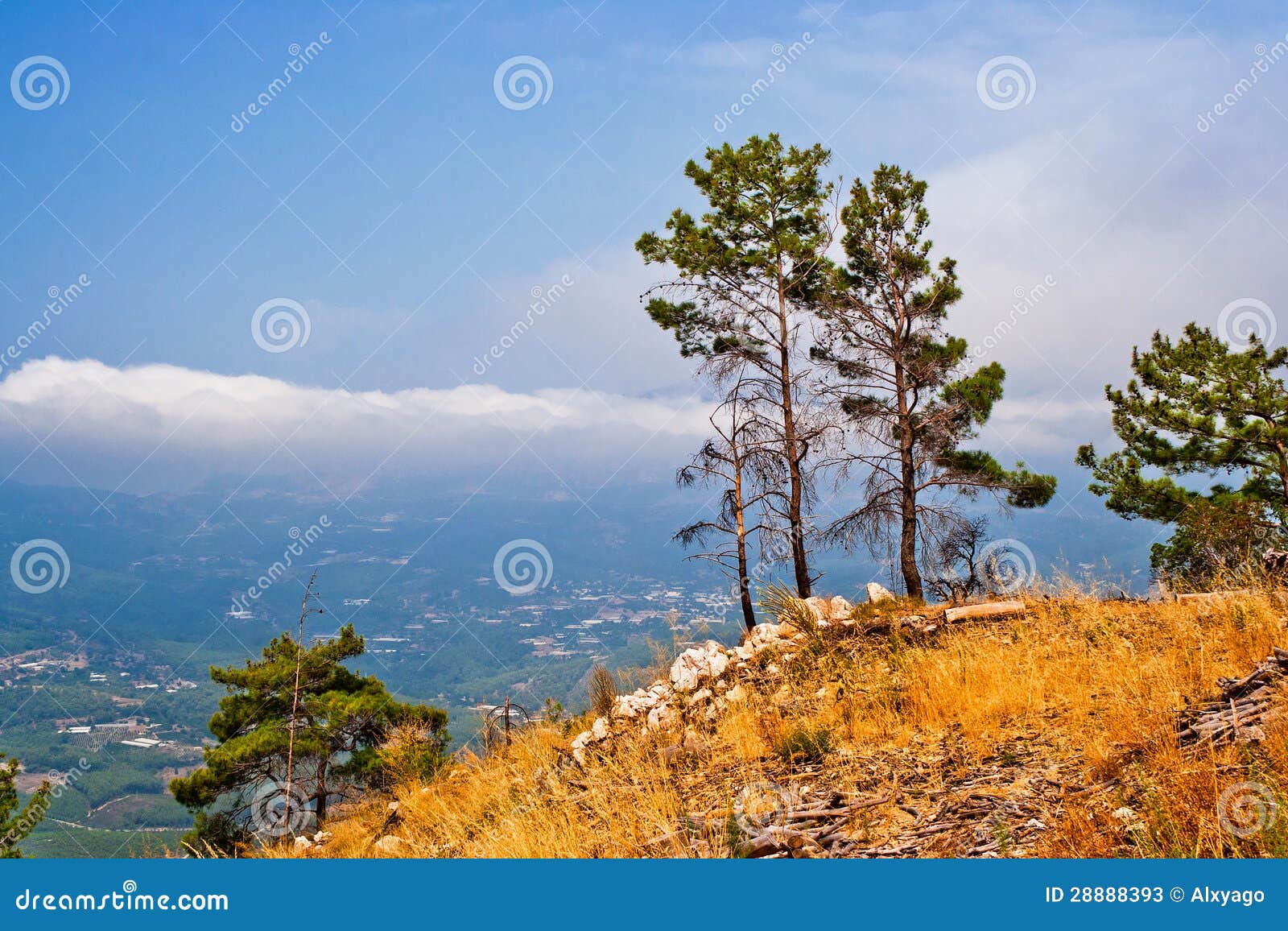 Pines on mountain stock image. Image of idyllic, rocks - 28888393
