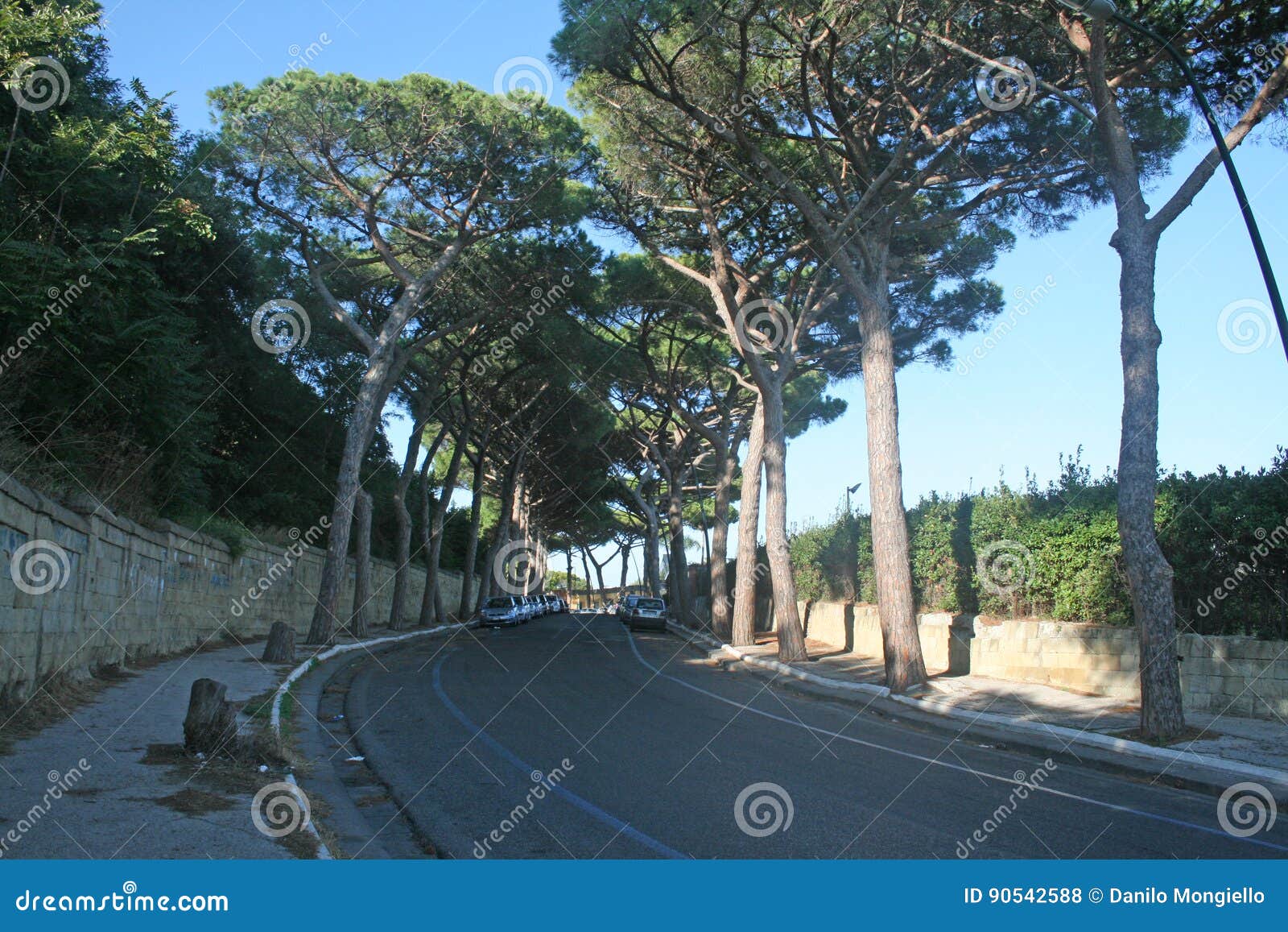 Pines in naples stock photo. Image of virgiliano, europe - 90542588