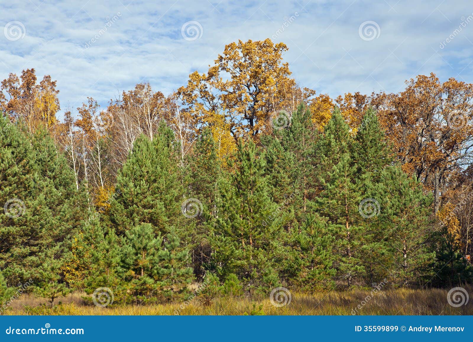 Pines and oaks stock image. Image of yellow, meadow, pine - 35599899