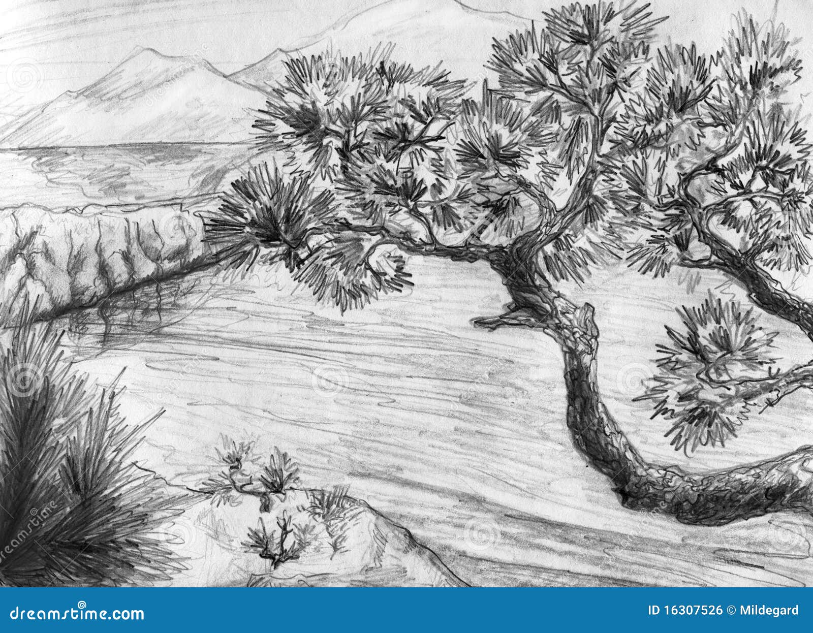 Pines Over the Sea - Landscape Stock Illustration - Illustration of ...