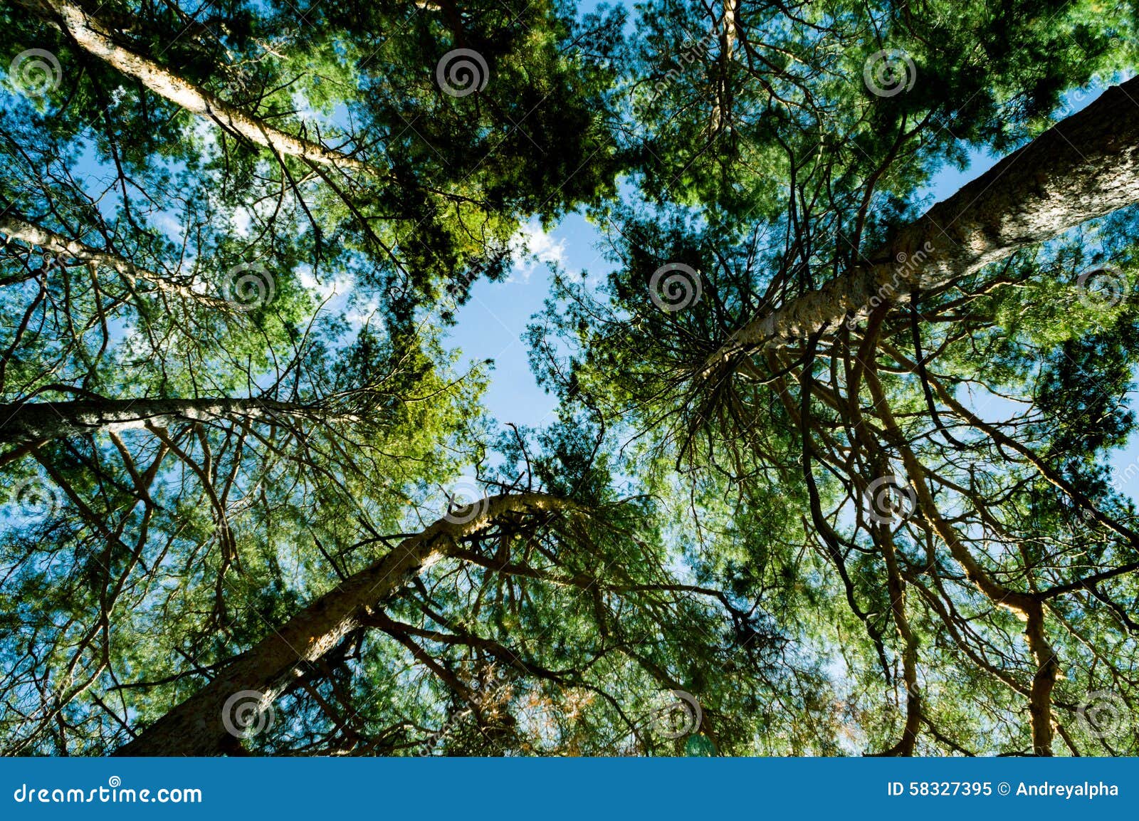 Pines stock image. Image of forest, environment, nature - 58327395