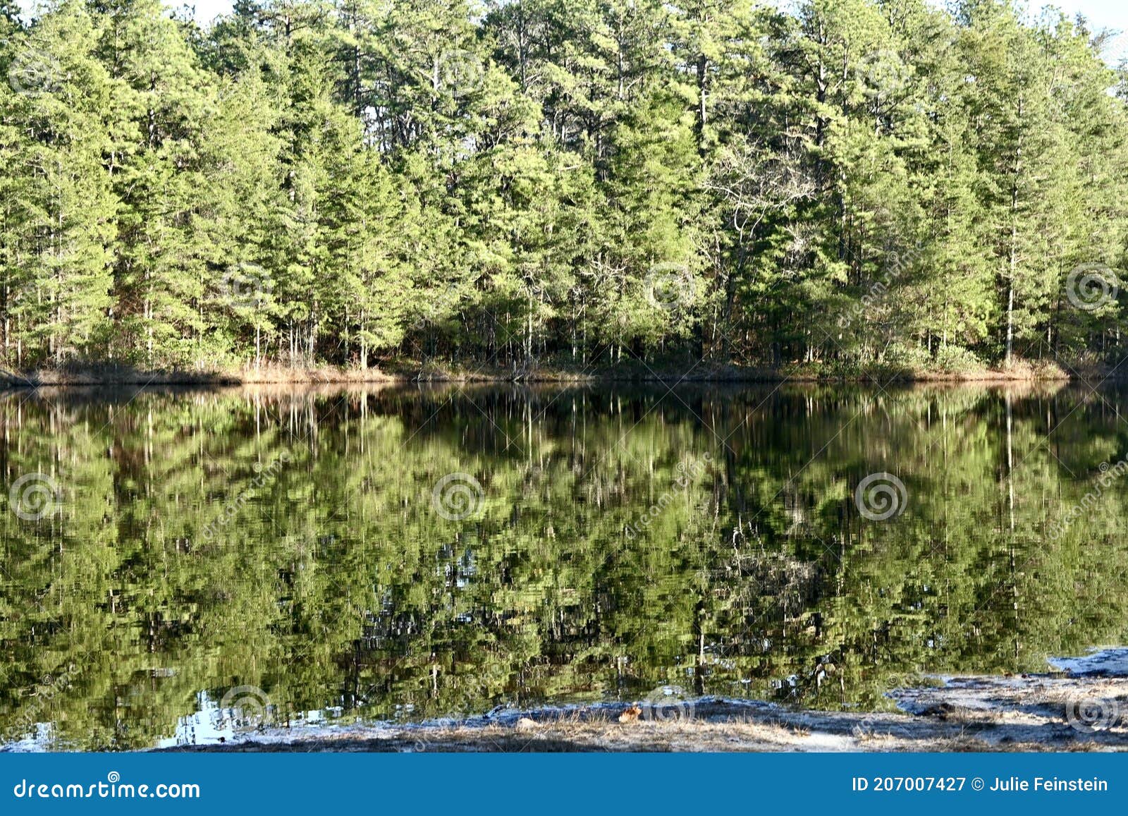 Pines Reflecting in Still Water Stock Image - Image of pines, water ...