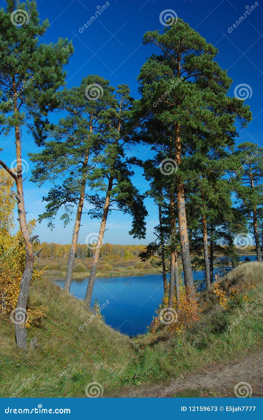 Pines and river stock image. Image of pine, water, scenic - 12159673