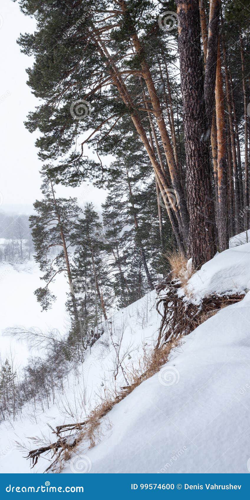 Pines River Bank Snowfall Stock Photos - Free & Royalty-Free Stock ...