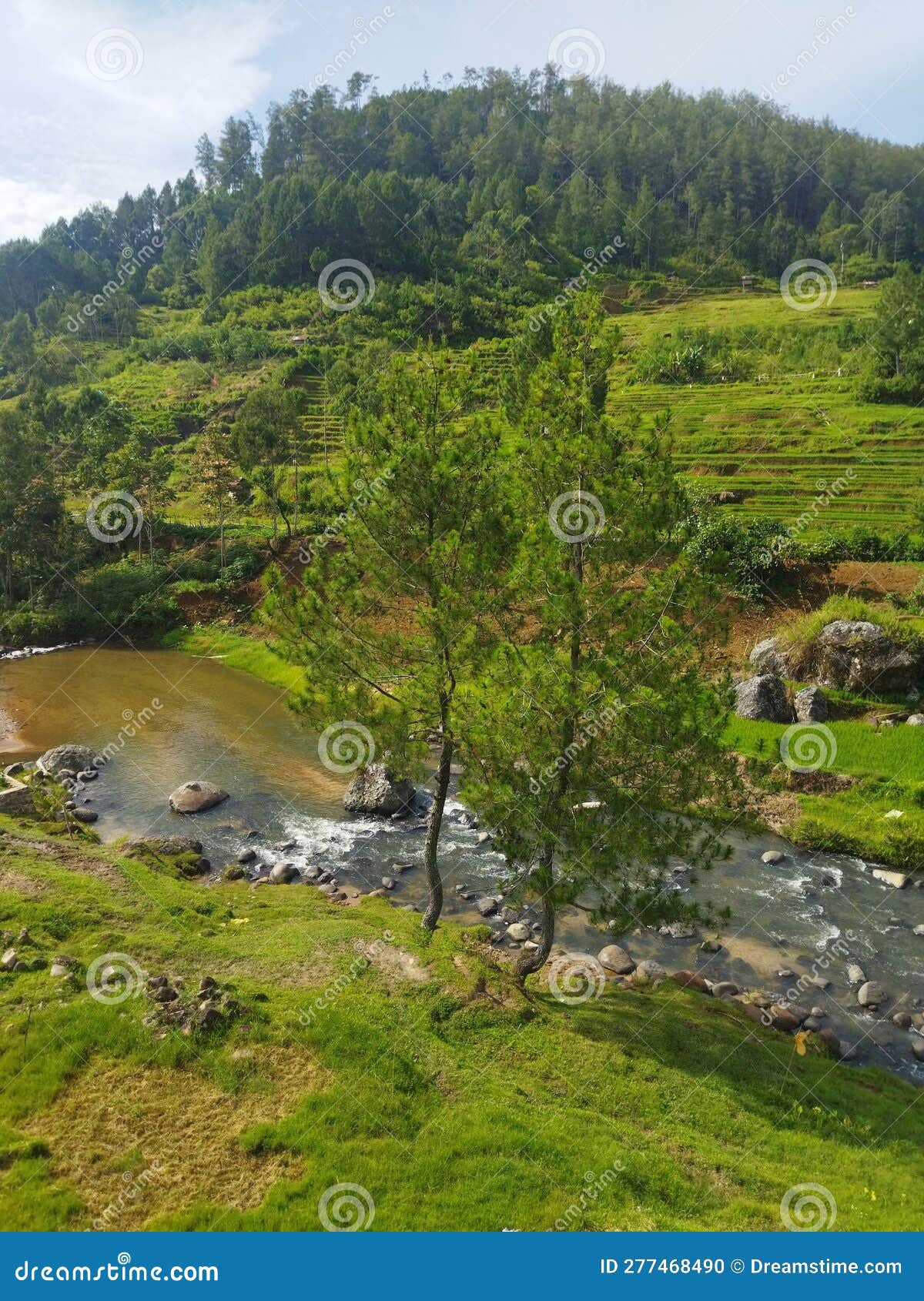 Pines and Rivers Become One in Nature Stock Photo - Image of pines ...