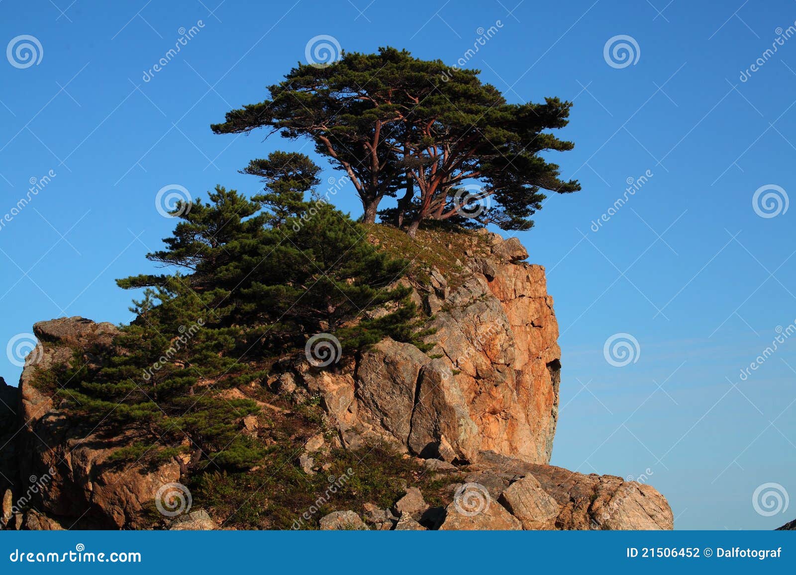 Pines on the rocks stock photo. Image of morning, bushes - 21506452