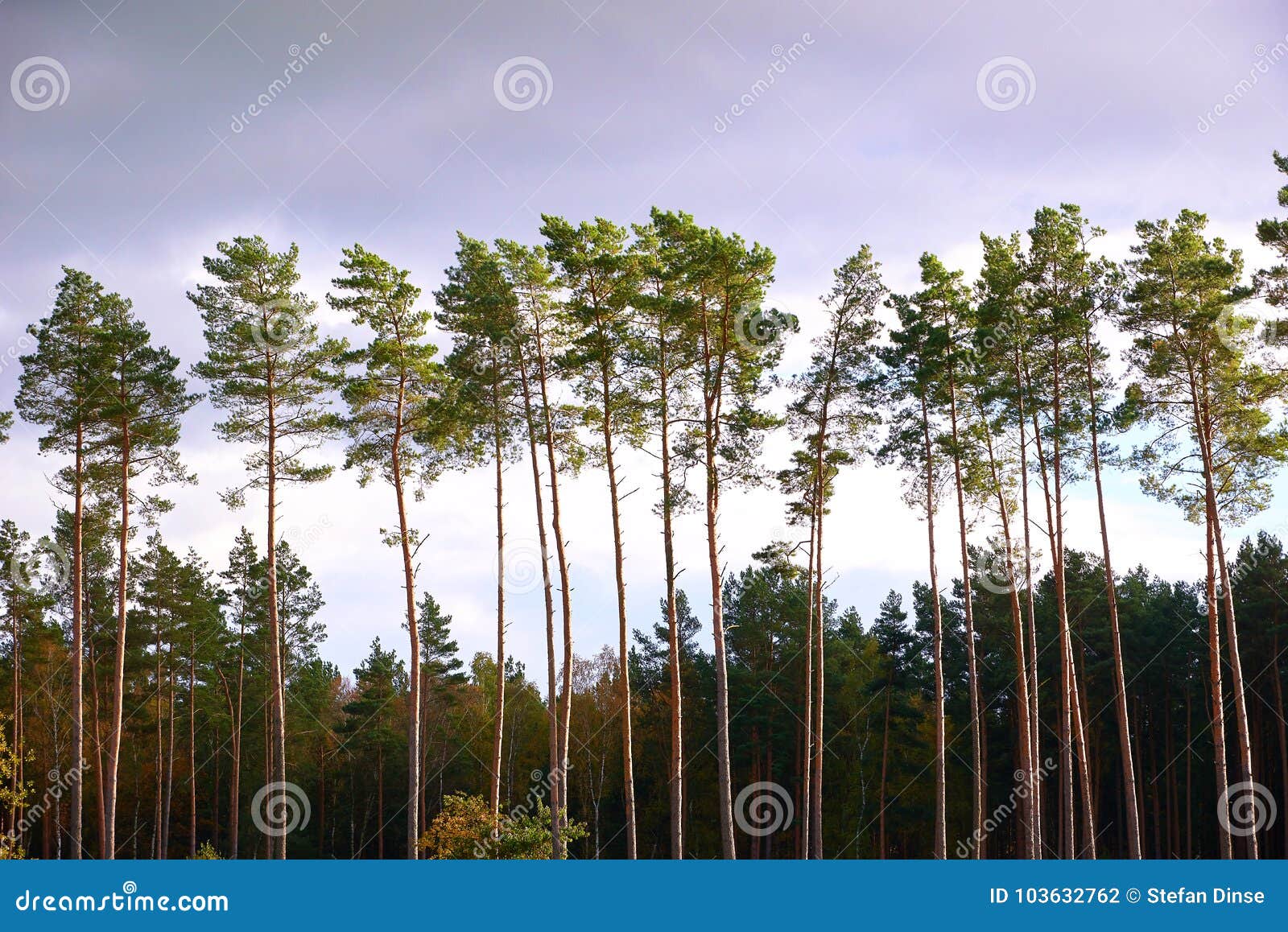 Pines in a row in forest stock photo. Image of nature - 103632762