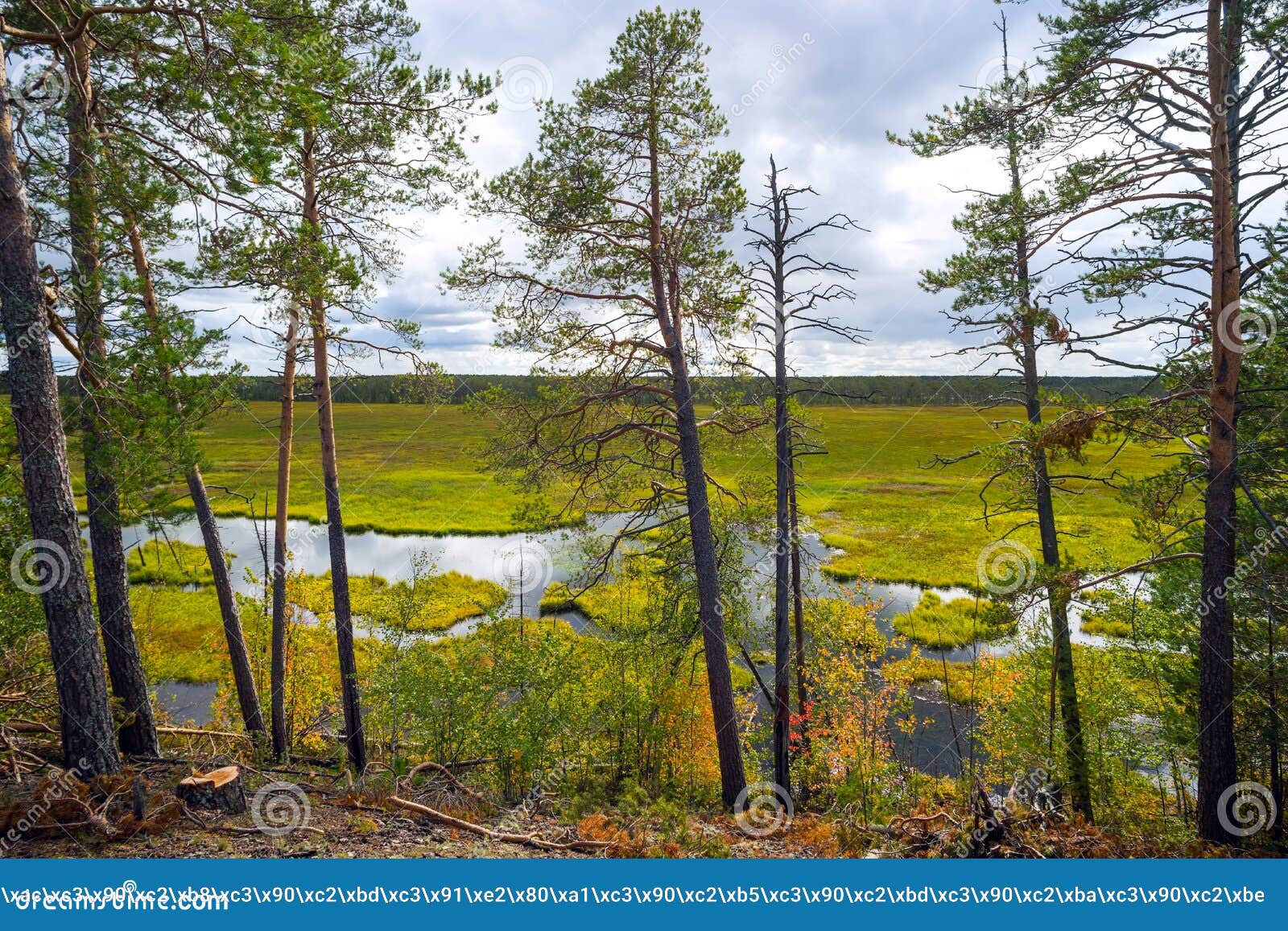 Pines on the Shore of Bog in Western Siberia. Stock Photo - Image of ...