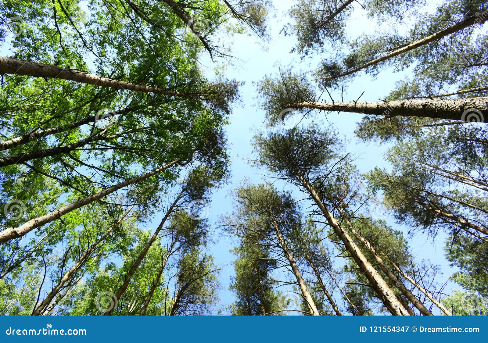 Pines and sky stock image. Image of trees, nature, park - 121554347