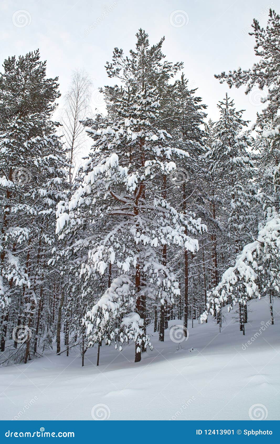 Pines in snow stock image. Image of snowy, quiet, christmas - 12413901