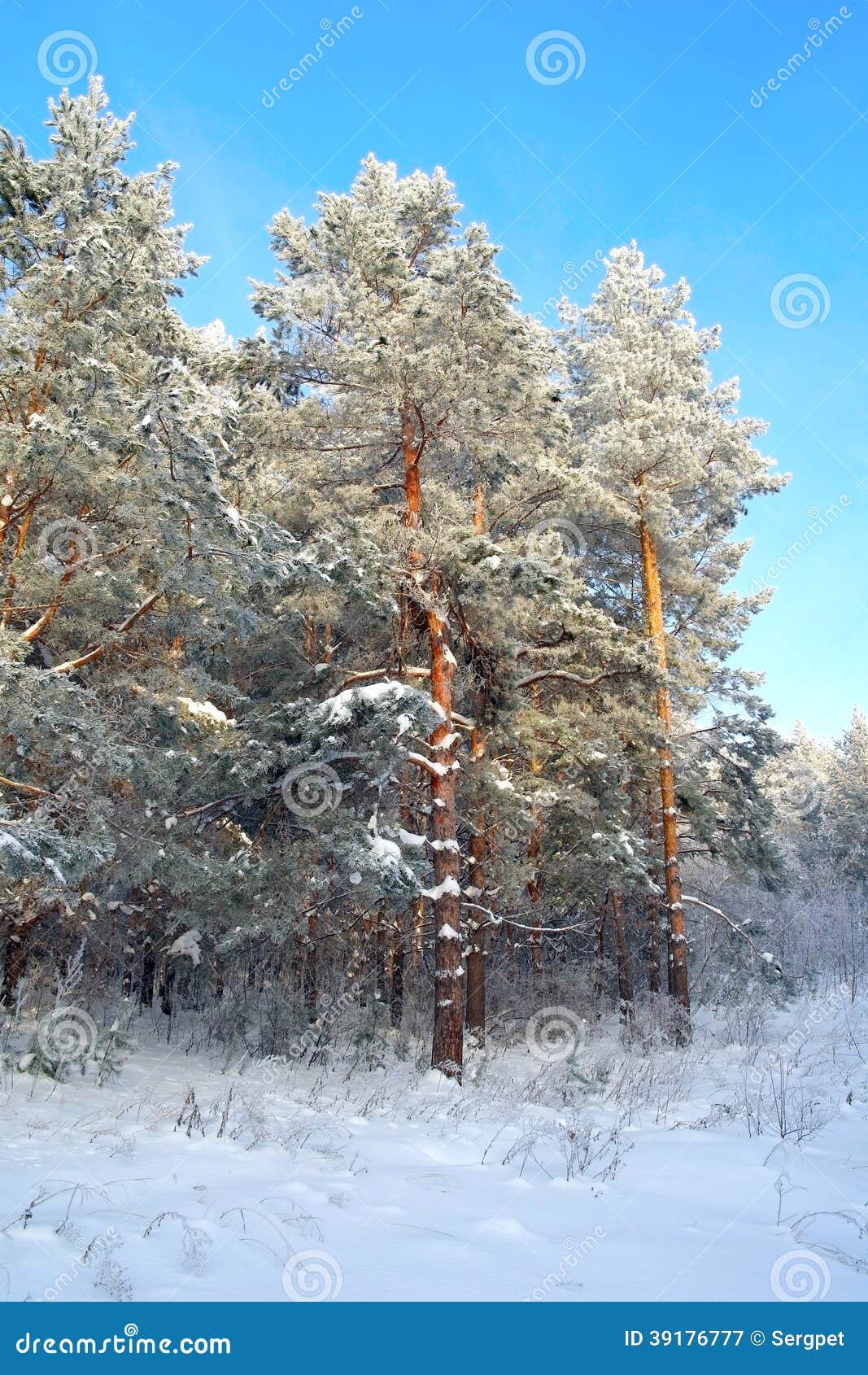 Pines snow covered stock image. Image of scenic, frost - 39176777