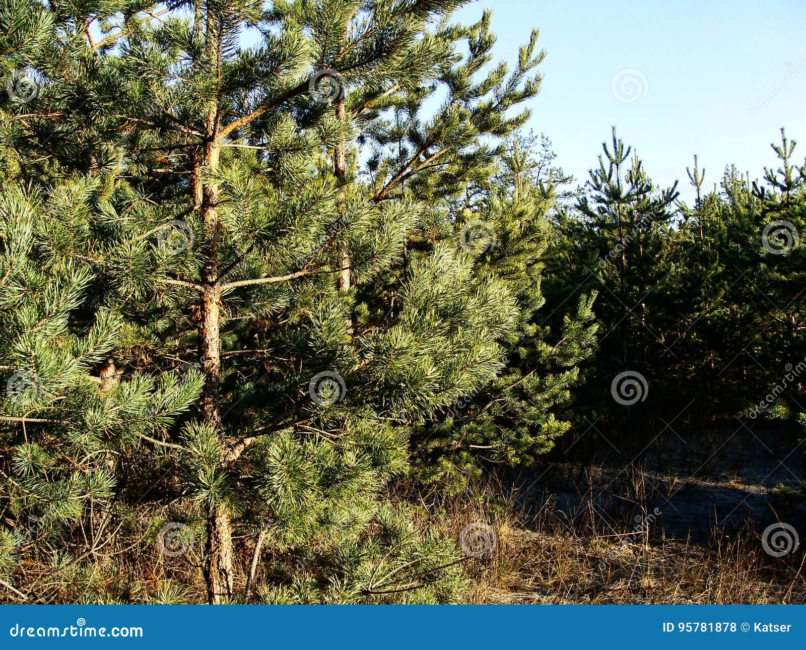 Pines stock photo. Image of summer, needles, spiny, nature - 95781878