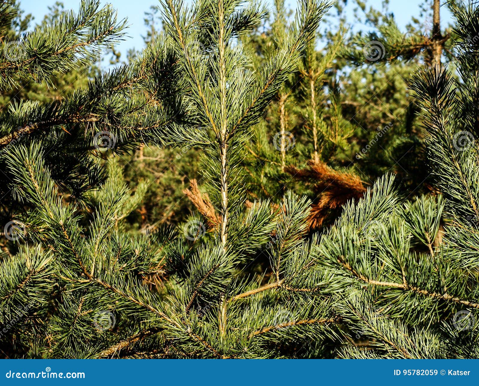 Pines stock image. Image of conifer, biome, spruce, ecosystem - 95782059