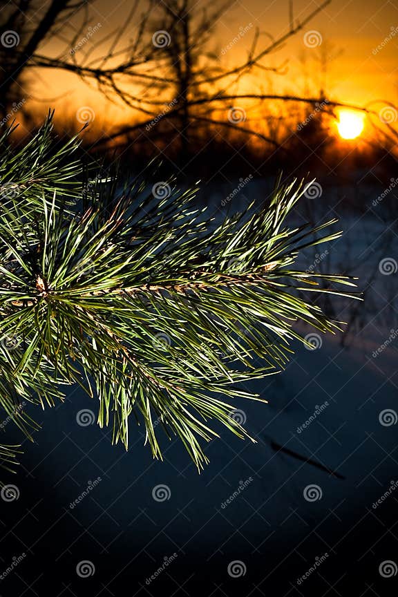 Pines Sunrise stock photo. Image of larch, clear, foliage - 12905870