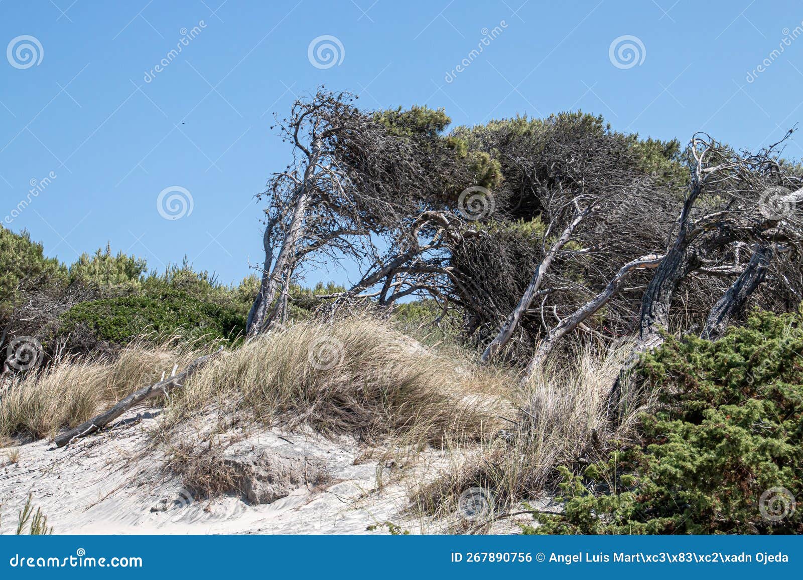 Pines Tilted by the Effect of the Constant Coastal Wind. Stock Photo ...