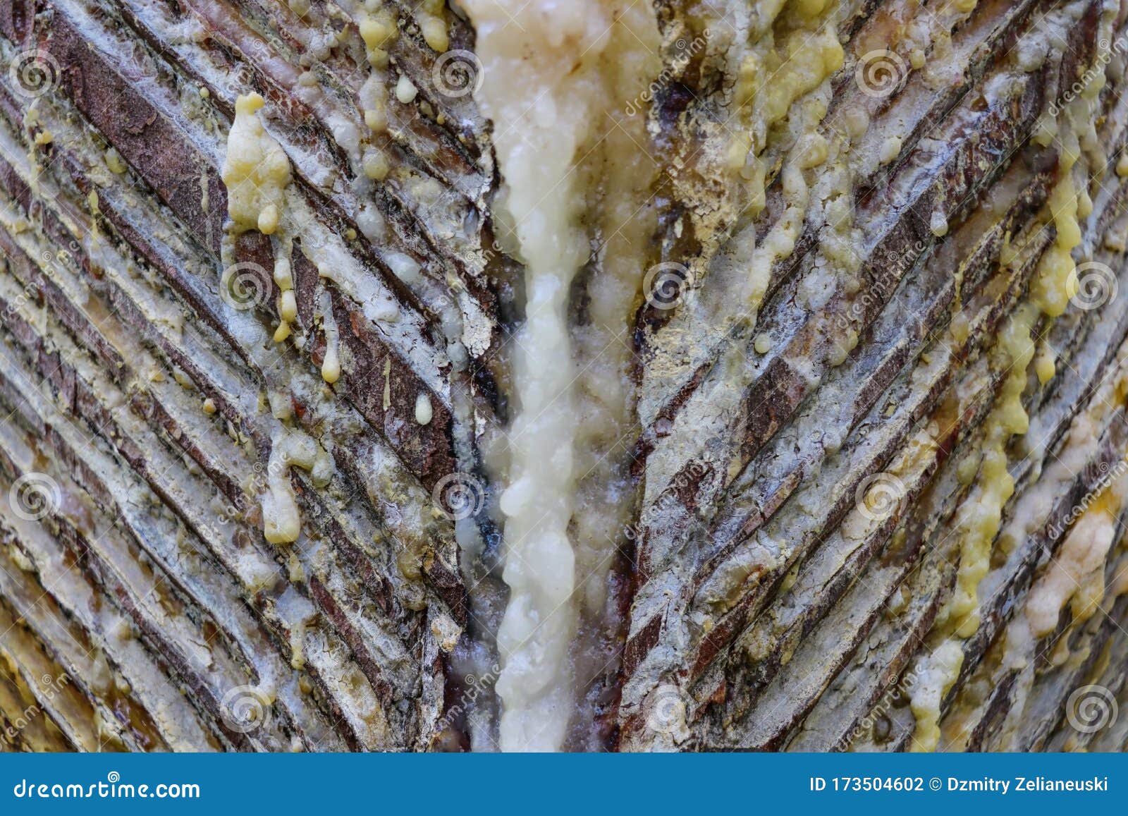 Pines Tree Sap To Get the Pine Resin Stock Photo - Image of translucent ...