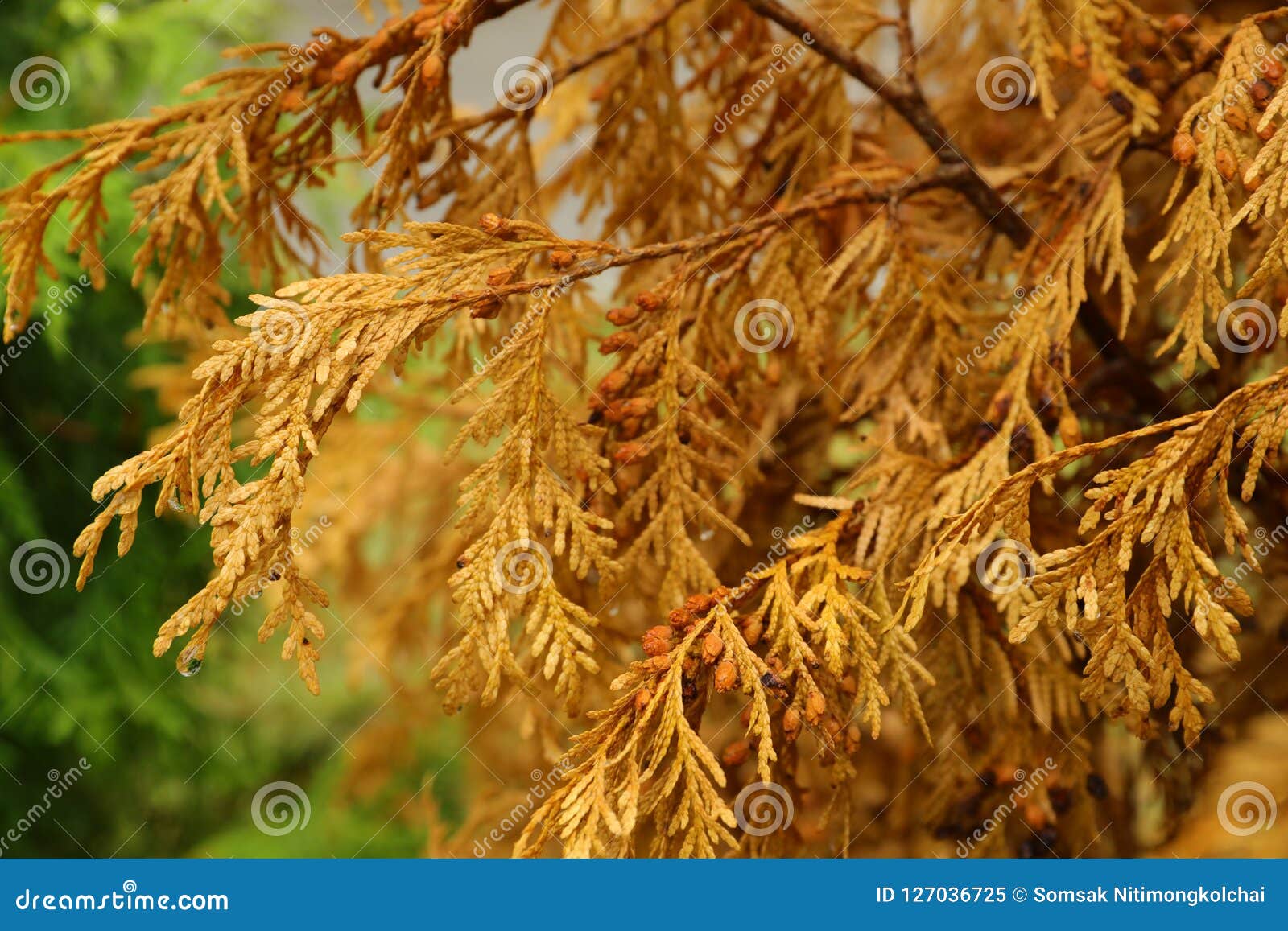 Pines Trees Leaves Color Change Stock Image - Image of clouds, fresh ...