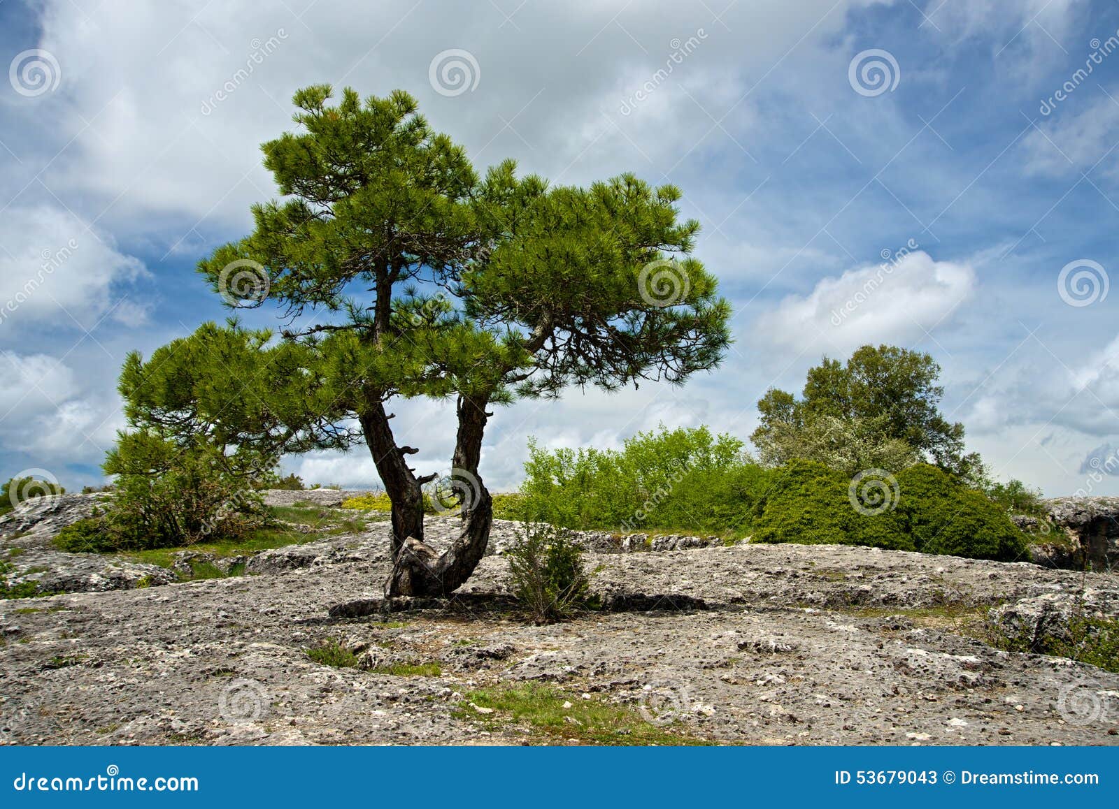Pines And Trees On The Bank Of Pond Royalty-Free Stock Image ...