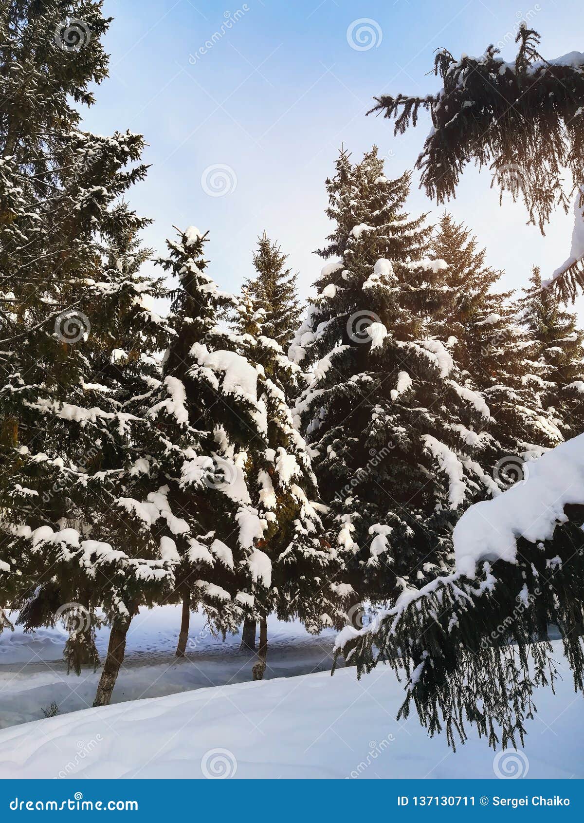 Pines and Trees in Snow, Winter Landscape on a Sunny Day Stock Image ...