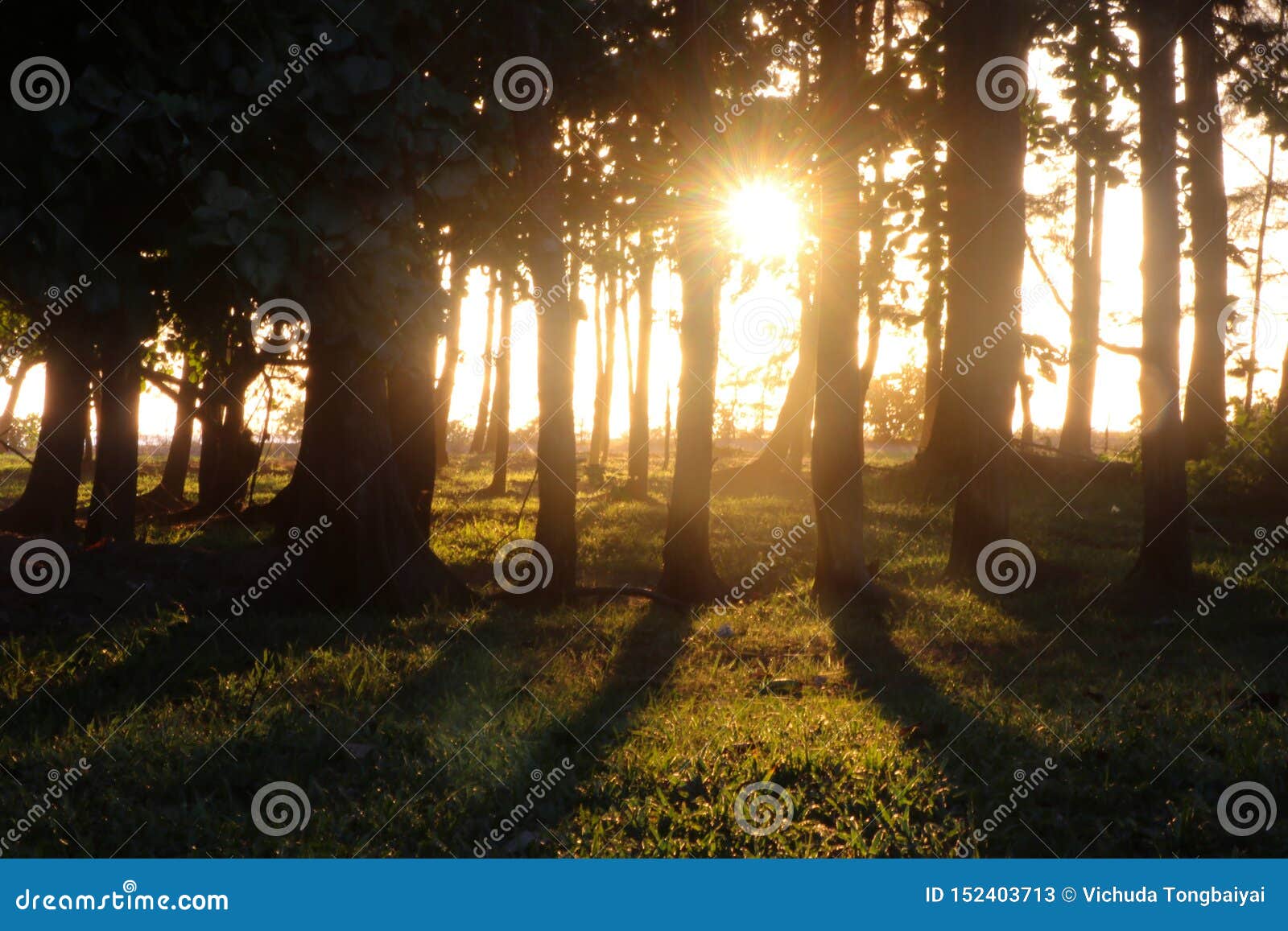 Warm Nature Wallpaper