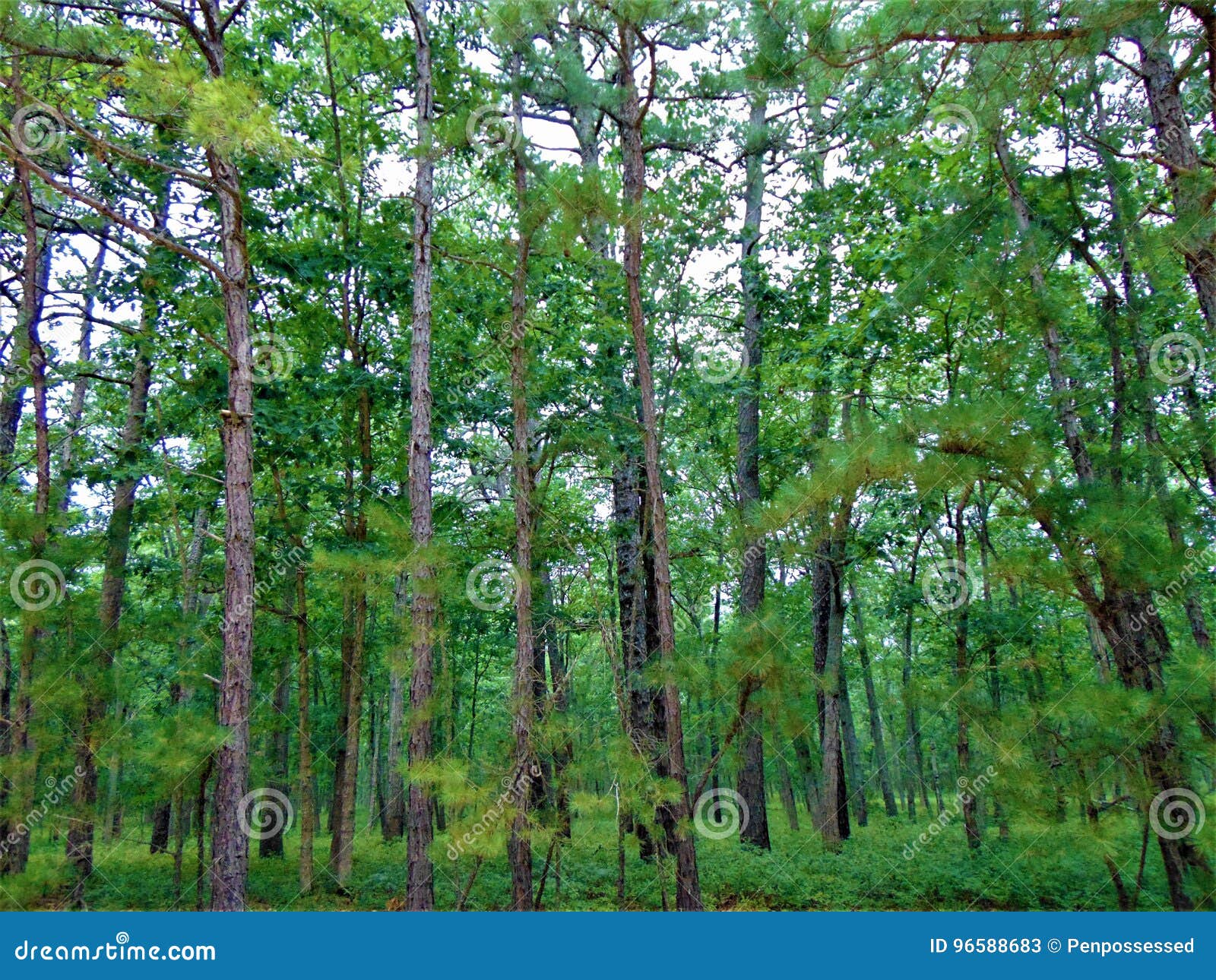 Pinetree Forest stock image. Image of pinetree, forests - 96588683