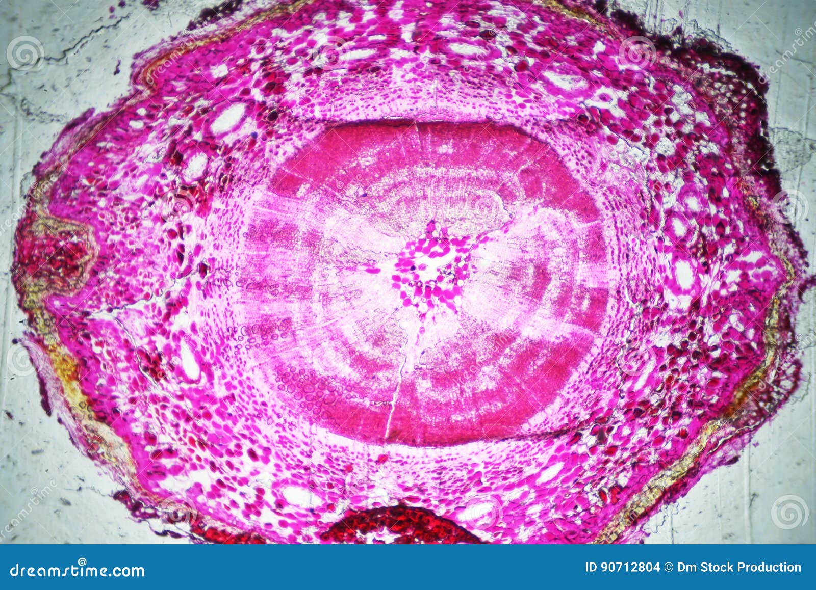 Pinetree Stem Under Microscope. Stock Photo - Image of abstract ...