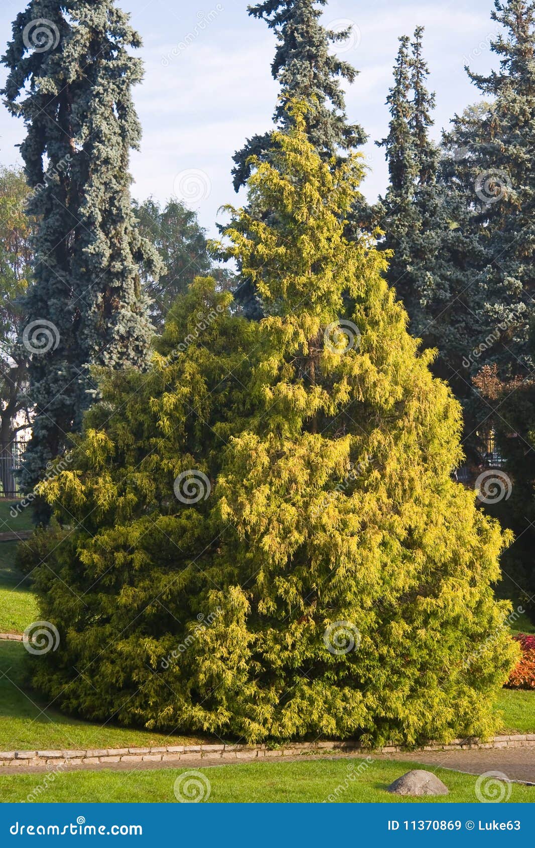 Pinewood stock image. Image of cool, seasonal, native - 11370869