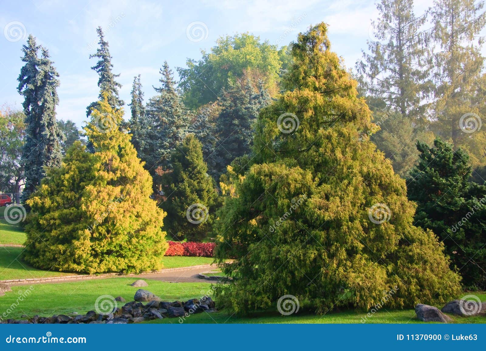Pinewood stock photo. Image of pins, evergreen, autumn - 11370900