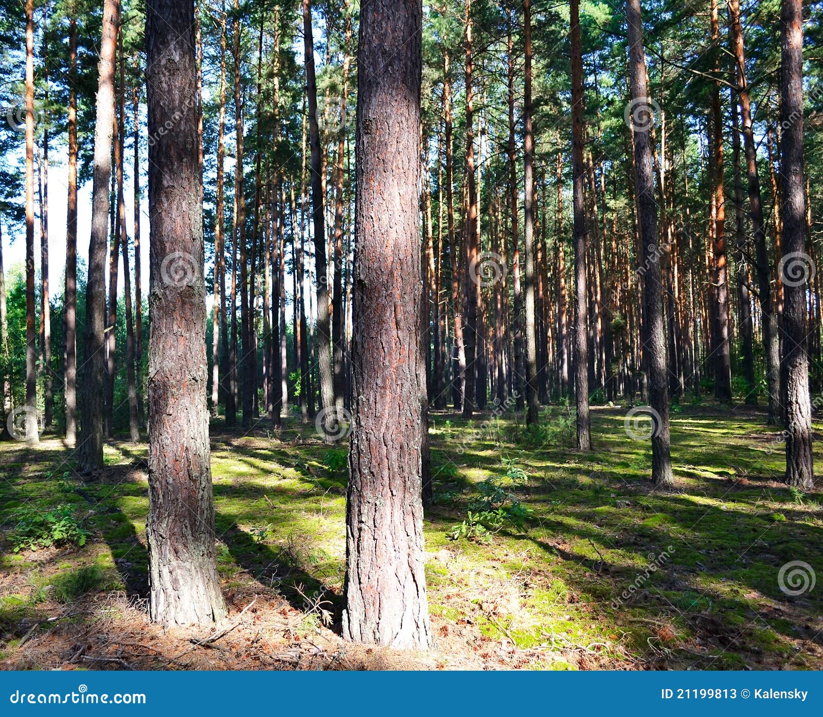 Pinewood stock image. Image of calm, forest, pine, silence - 21199813