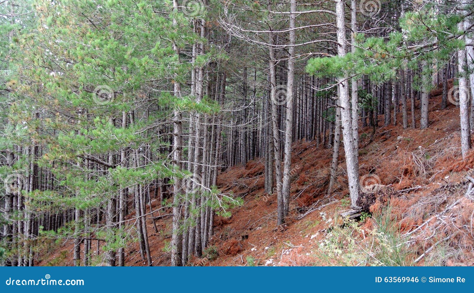 Pinewood forest in italy stock photo. Image of landscape - 63569946