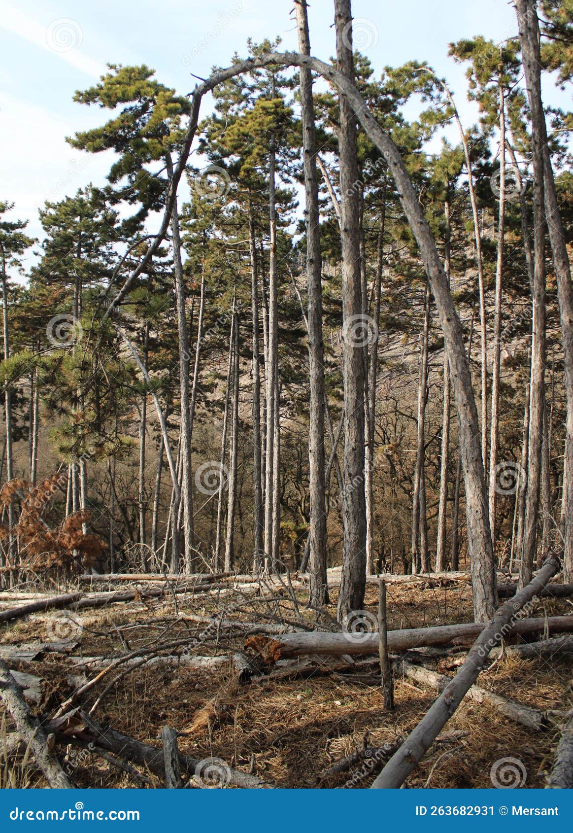 Pinewood Forest at Budakeszi Stock Image - Image of walking, woods ...